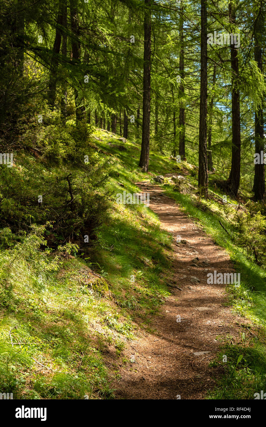 hiking path in a beautiful forest in italy Stock Photo - Alamy