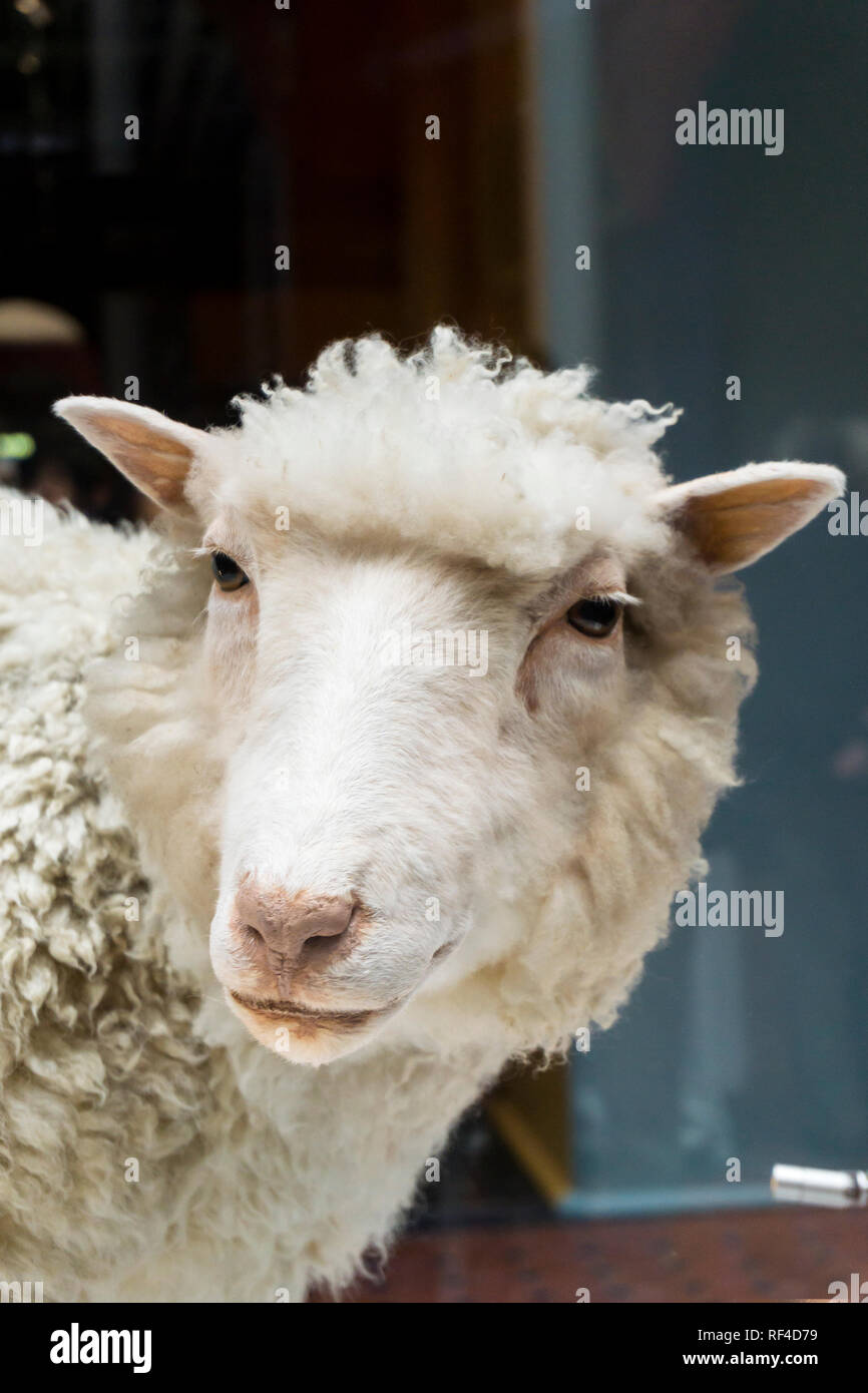 Dolly was the first mammal cloned from an adult somatic cell using ...