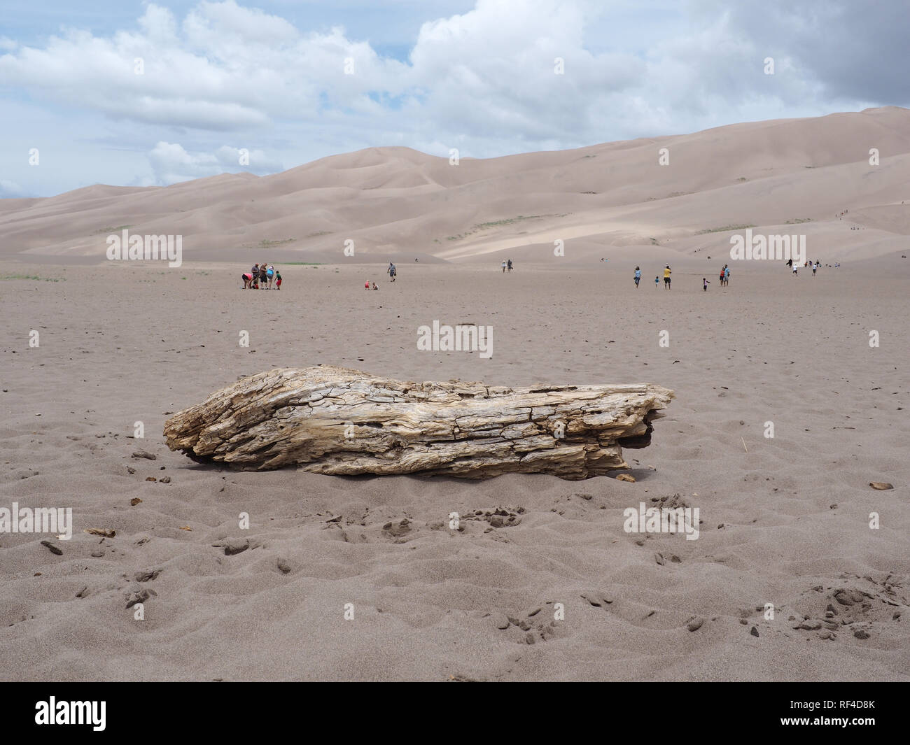 Large wood log in the middle of desert at Great San Dunes National Park ...