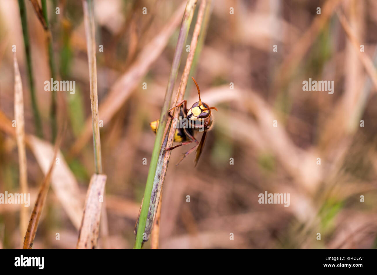Big wasp on the grass. Macro photo of the wasp.Front view Stock Photo ...