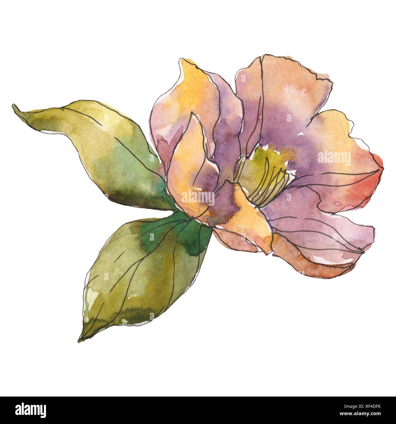 Orange camelia. Floral botanical flower. Wild spring leaf isolated ...