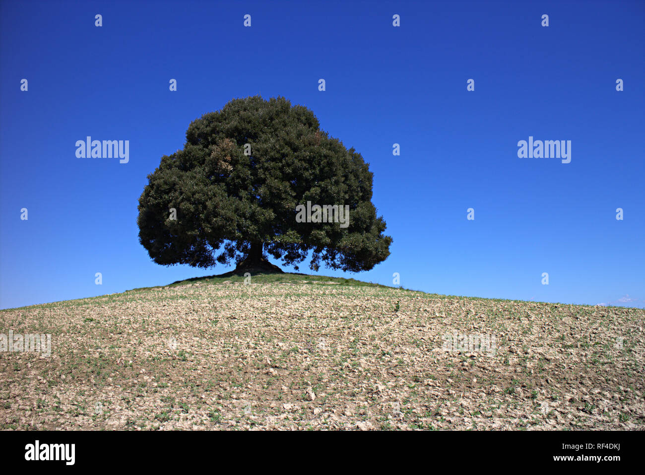 Isolated Oak tree, Quercus robur, in Vergelle, Montalcino, Tuscany ...