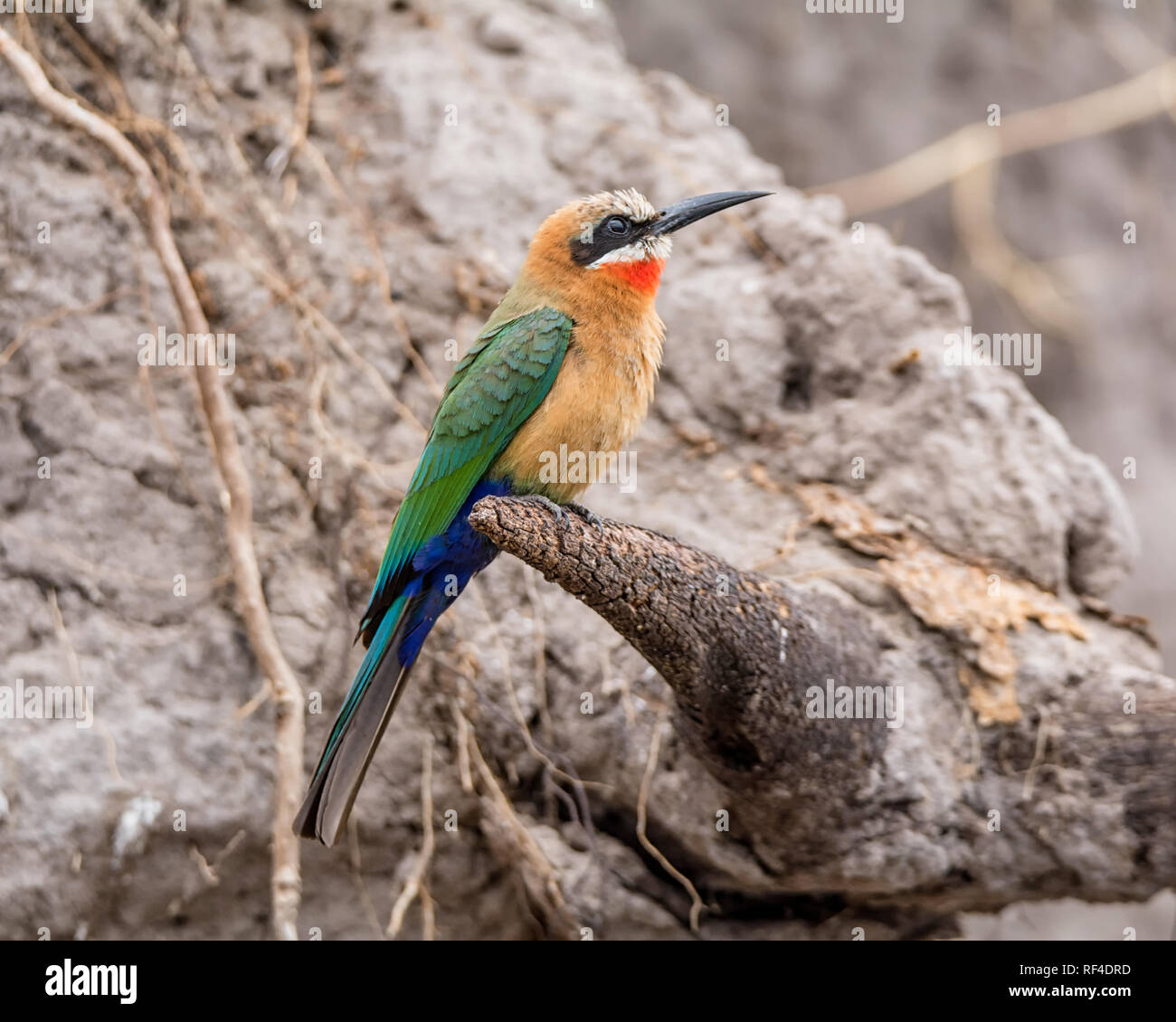 A White-fronted Bee-eater on a riverbank in Namibia Stock Photo - Alamy