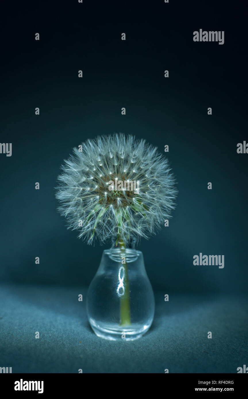 Close-up of a dandelion in a small glass vase Stock Photo - Alamy