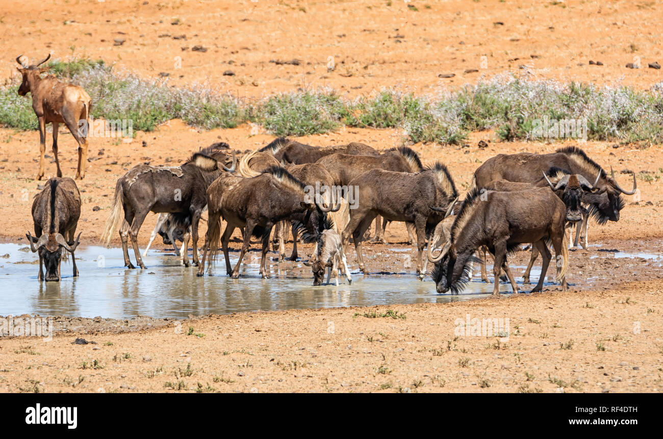 African Wildebeest Herd
