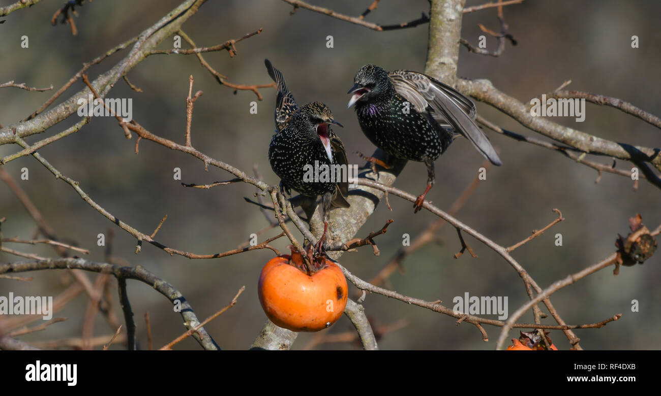Common starling eating kaki fruits Stock Photo - Alamy