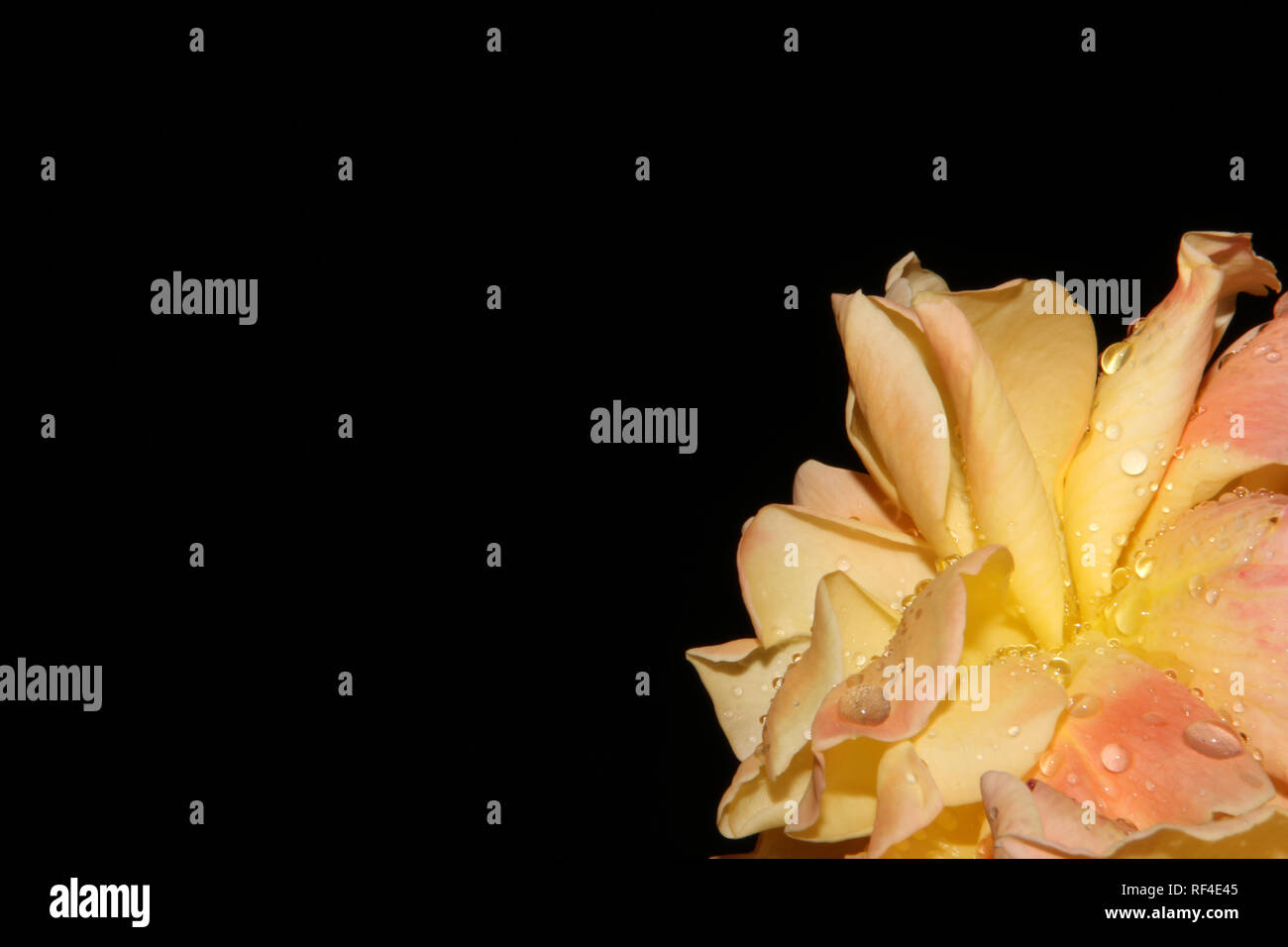 Rose low key Stock Photo - Alamy