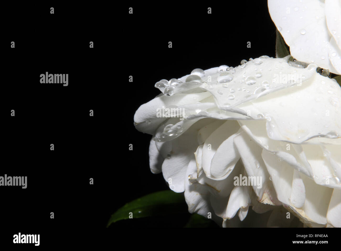 Low key rose hi-res stock photography and images - Alamy