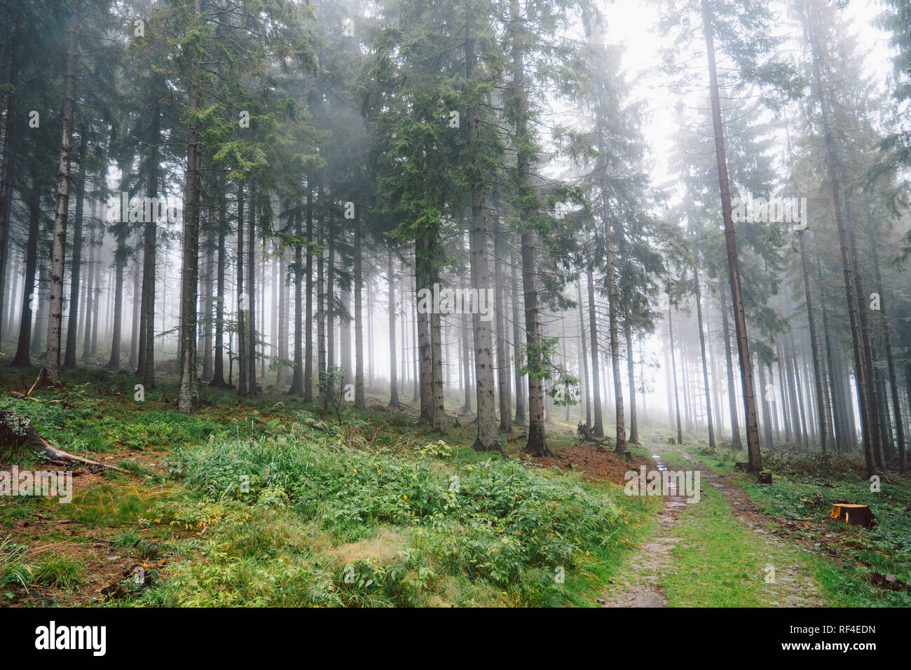 Misty scary forest hi-res stock photography and images - Alamy