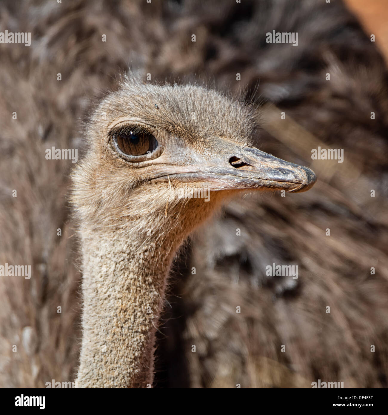 Ostrich nest female hi-res stock photography and images - Alamy