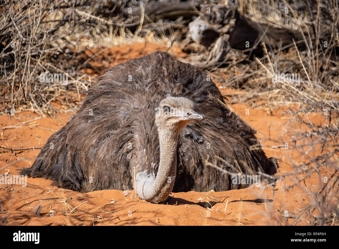 Closeup portrait of a female Ostrich sitting on it's nest in Southern ...