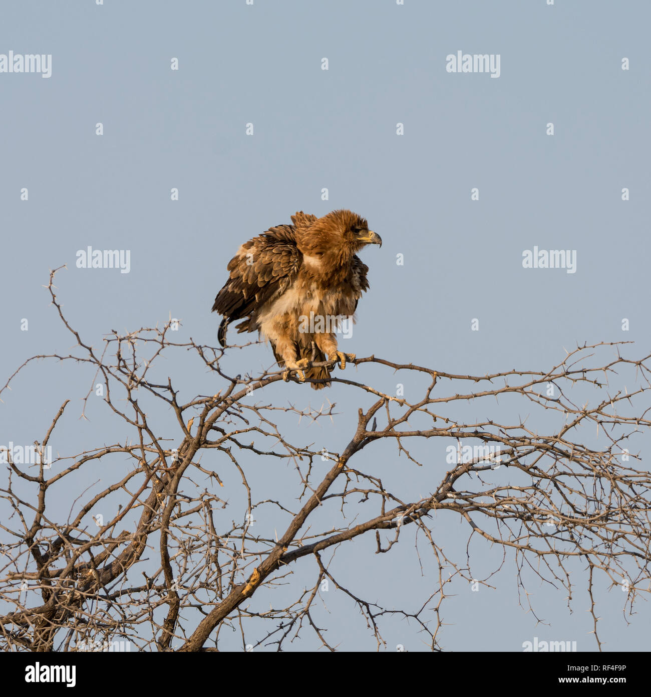 A juvenile Tawny Eagle perched in a tree in Namibian savanna Stock ...