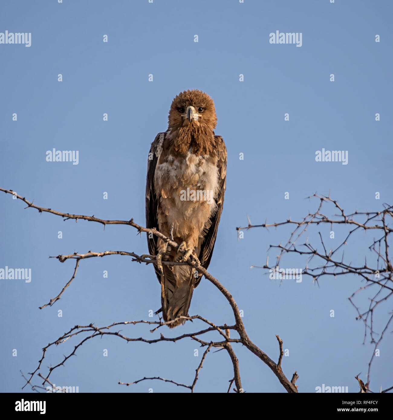 A juvenile Tawny Eagle perched in a tree in Namibian savanna Stock ...