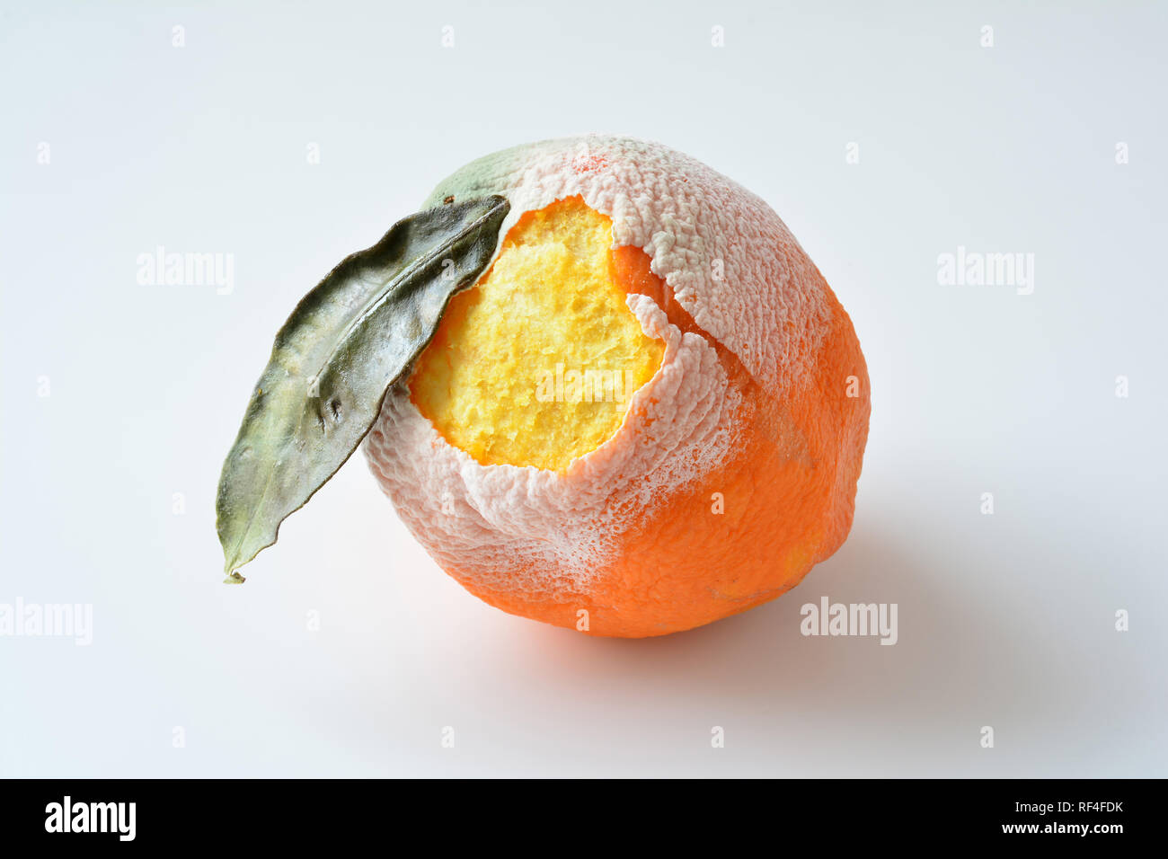 Moldy fruit hi-res stock photography and images - Alamy