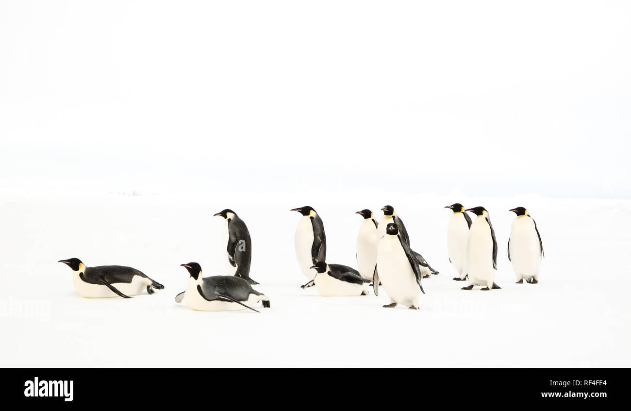 A group of emperor penguins moving curiously Stock Photo - Alamy