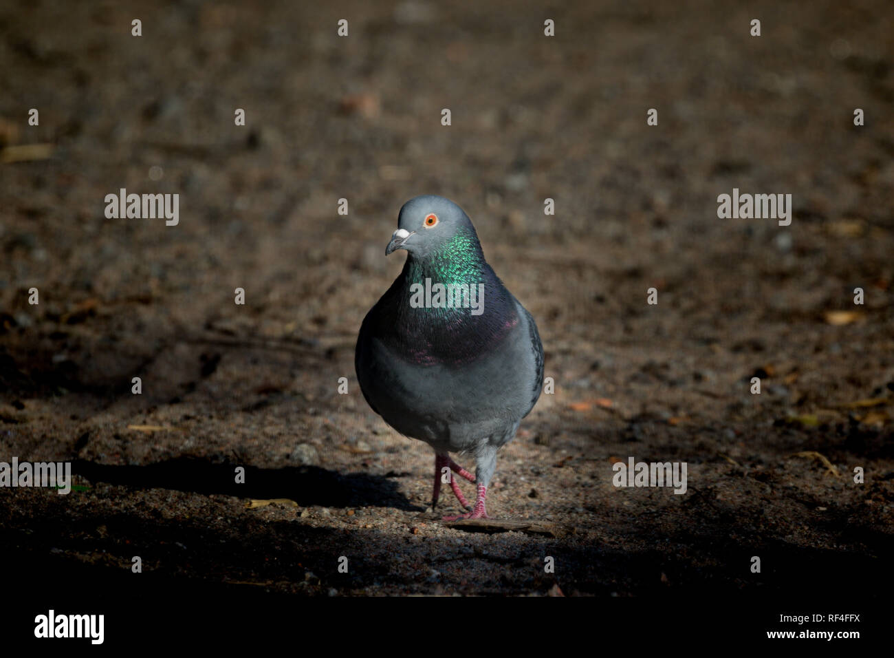 feral pigeon city pigeon in stockholm Stock Photo - Alamy