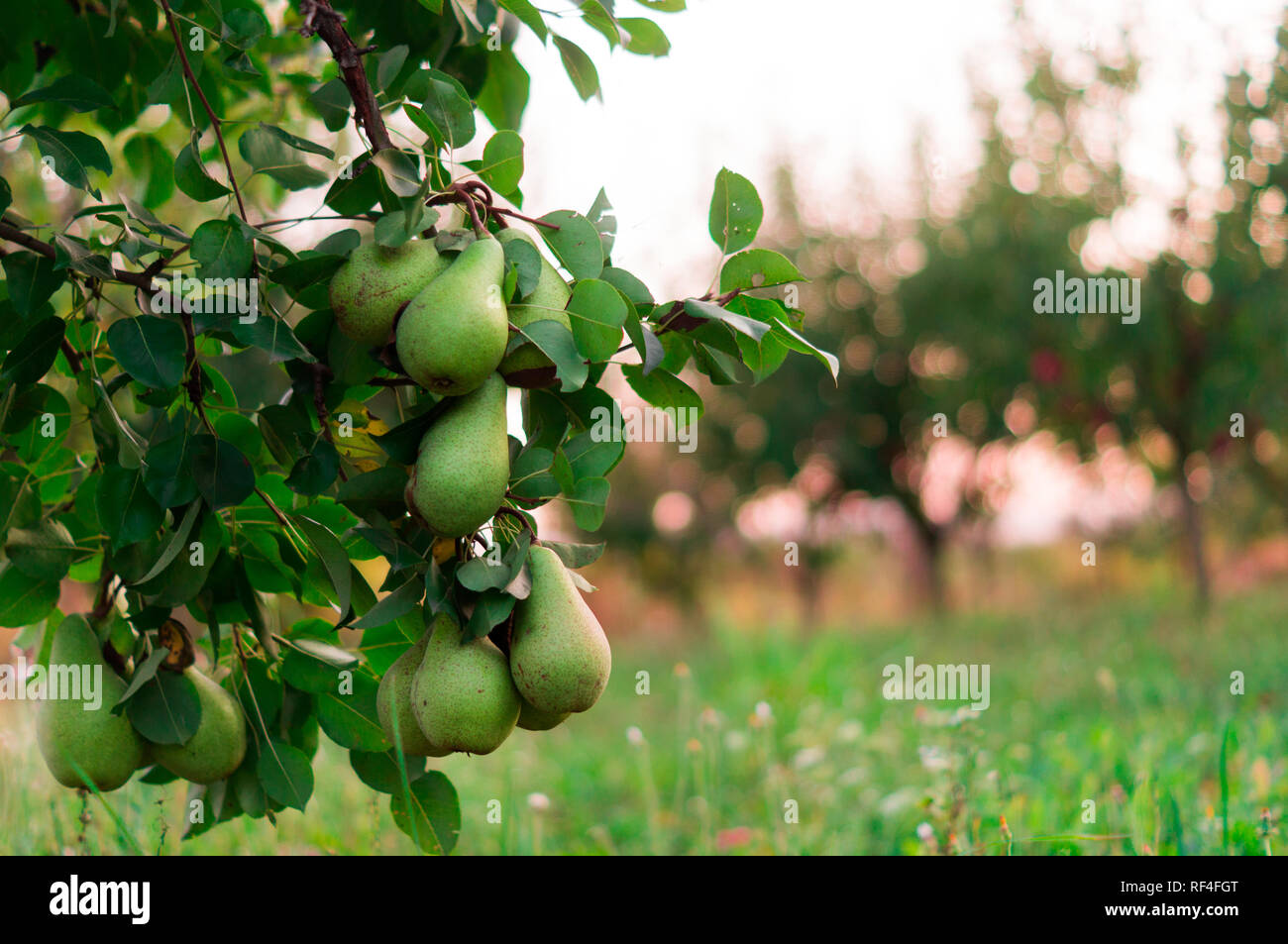 Williams pears tree hi-res stock photography and images - Alamy