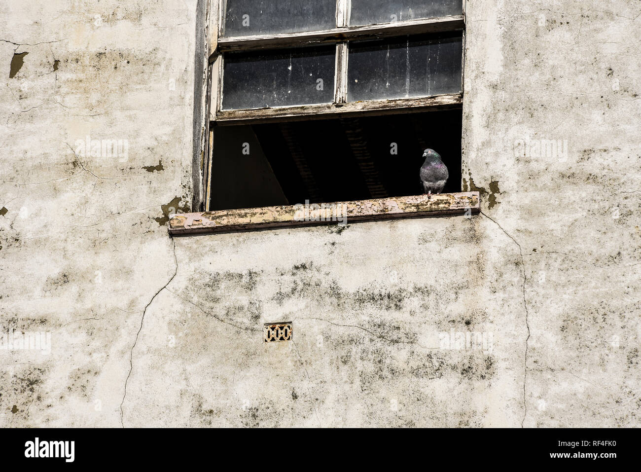 Decaying building with single pigeon on an open window frame window ...