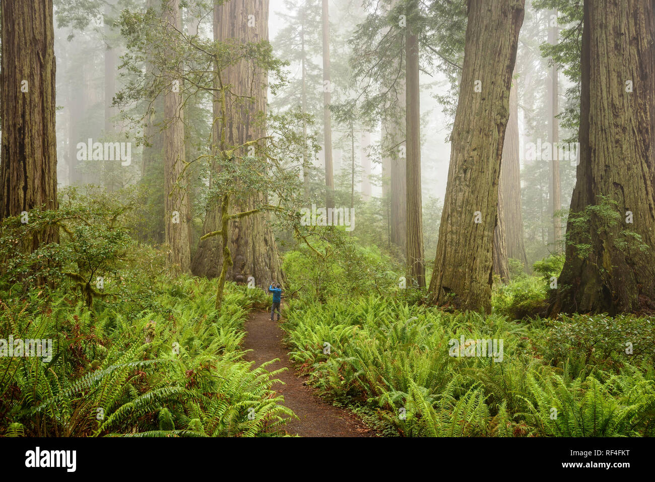 Visitor taking photo of redwood tree with cell phone in Lady Bird ...