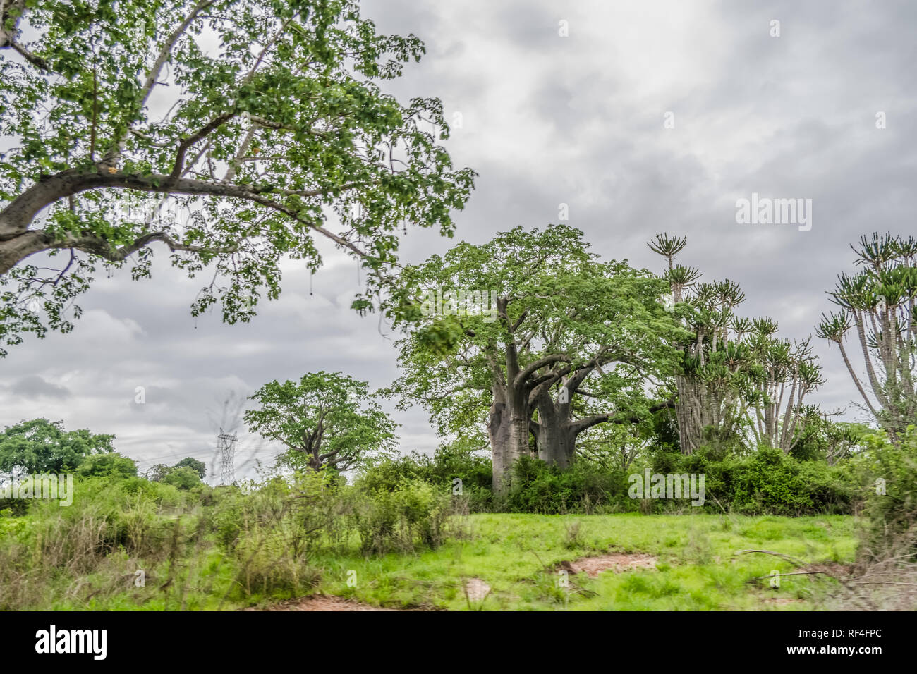 Trip through Angola's lands 2018: View with typical tropical landscape ...