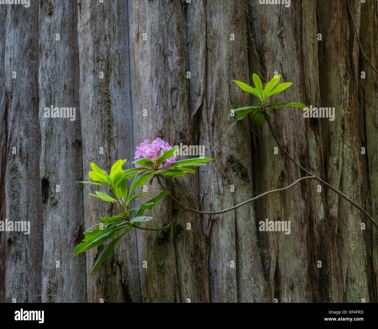 Rhododendron blooming and redwood tree trunk; Jedediah Smith Redwoods ...
