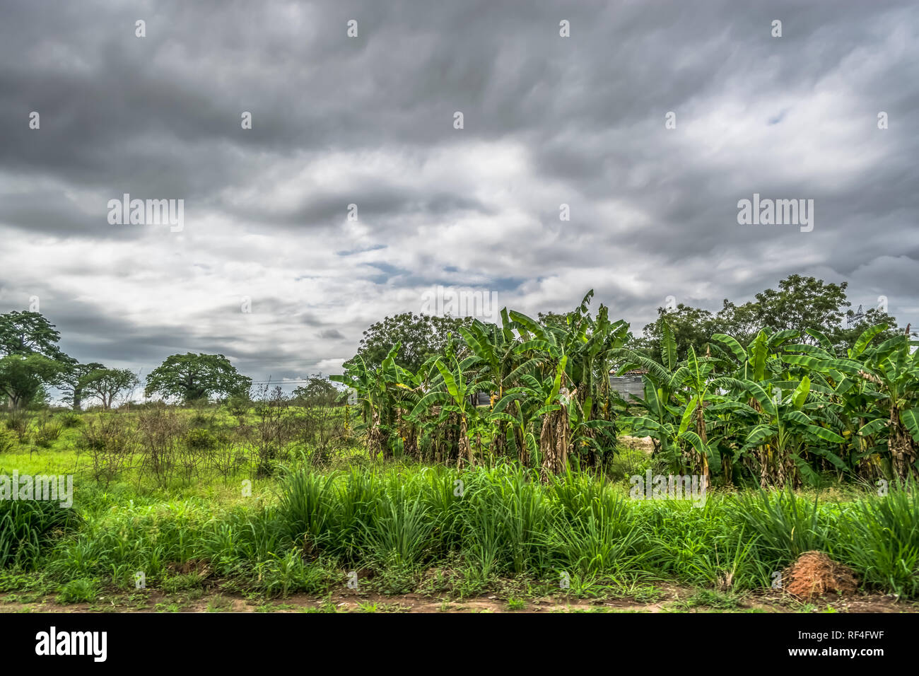 Trip through Angola's lands 2018: View with typical tropical landscape ...