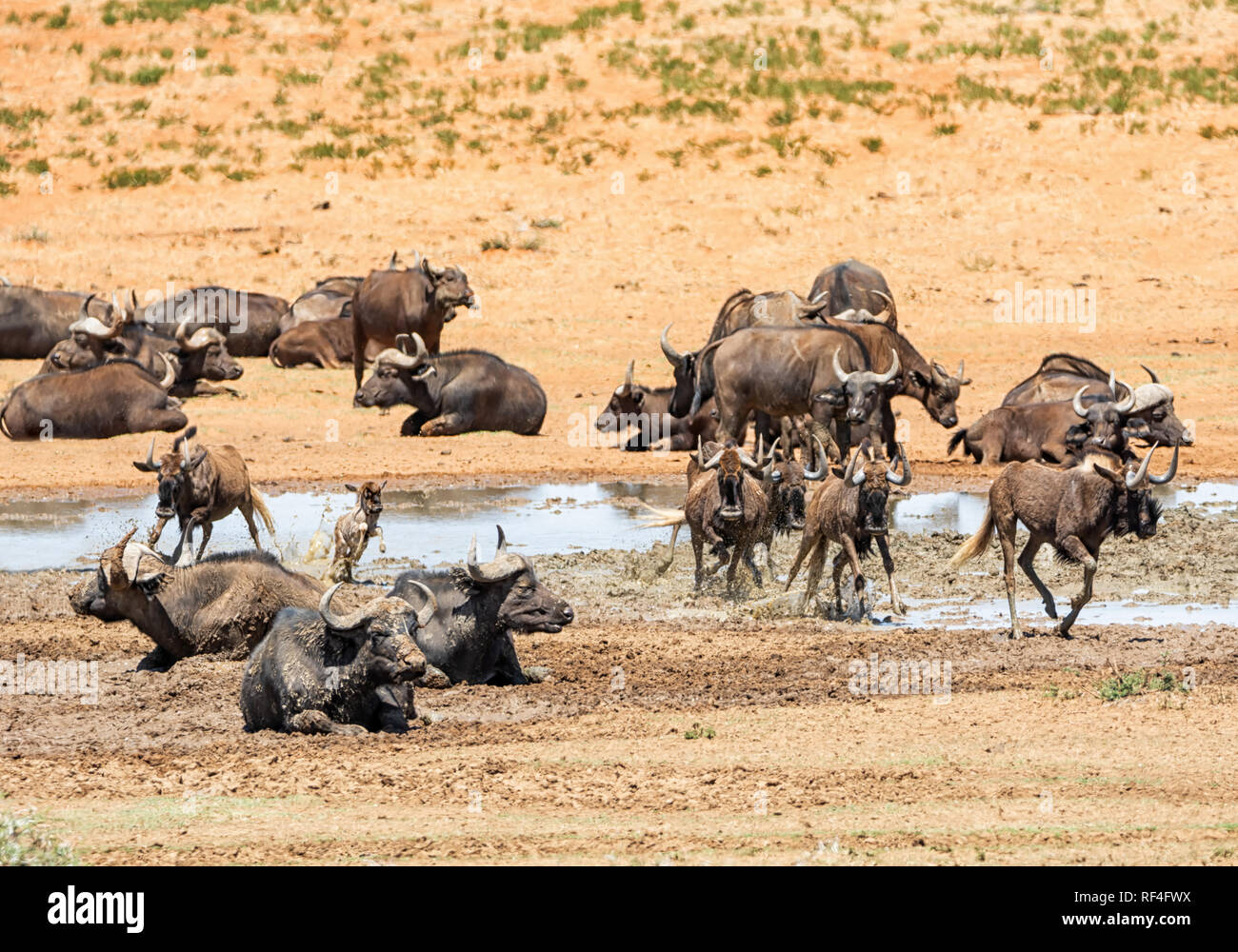 Herds of Black Wildebeest and Cape Buffalo gather at a watering hole in ...