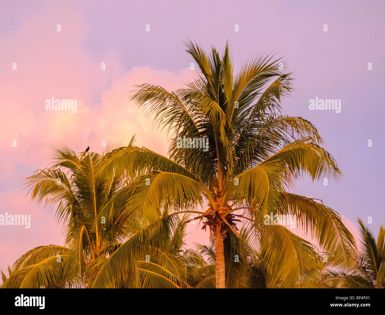 Coconut palm trees at sunset; Hacienda Tres Rios Resort, Riviera Maya ...
