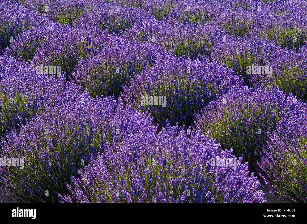 Sequim Lavender Festival High Resolution Stock Photography and Images ...