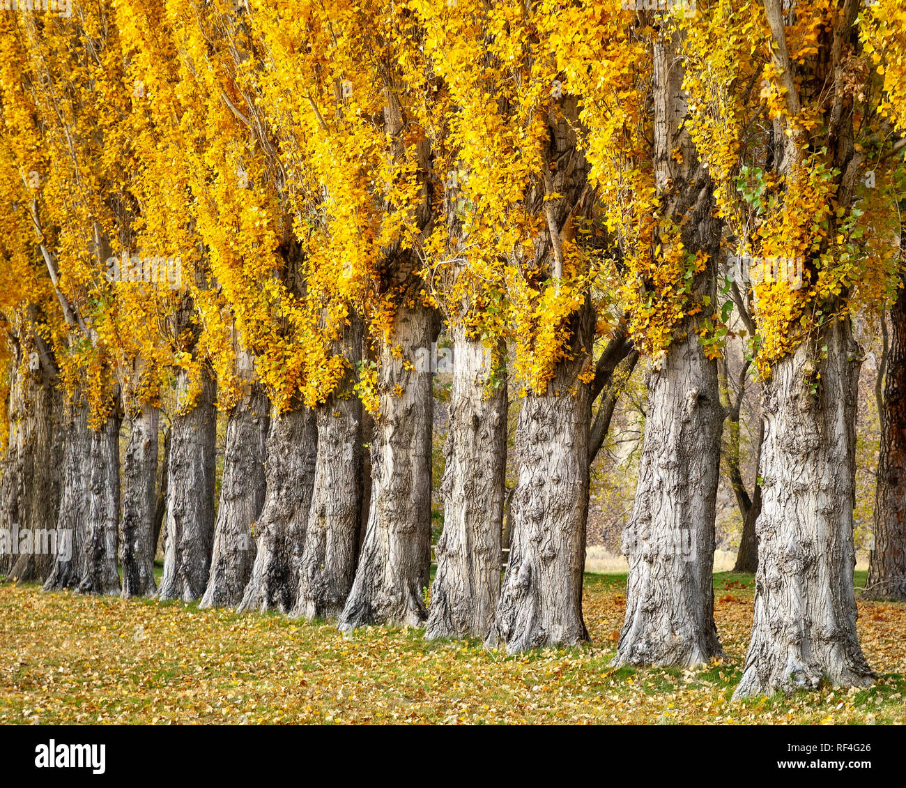 Poplar Trees, Columbia Hills State Park at Horsethief Lake Campground ...