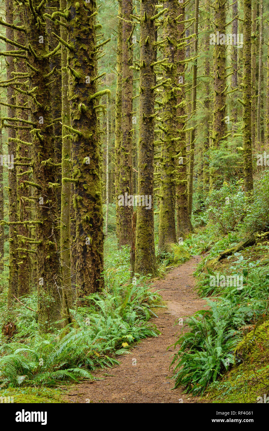 Siuslaw national forest hi-res stock photography and images - Alamy