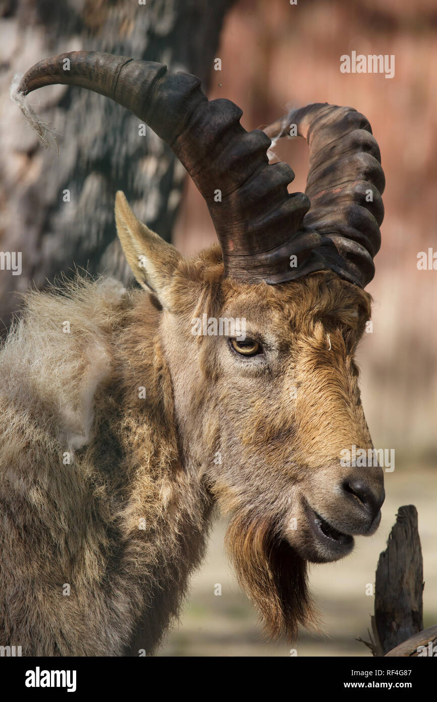 West Caucasian tur (Capra caucasica), also known as the West Caucasian ...