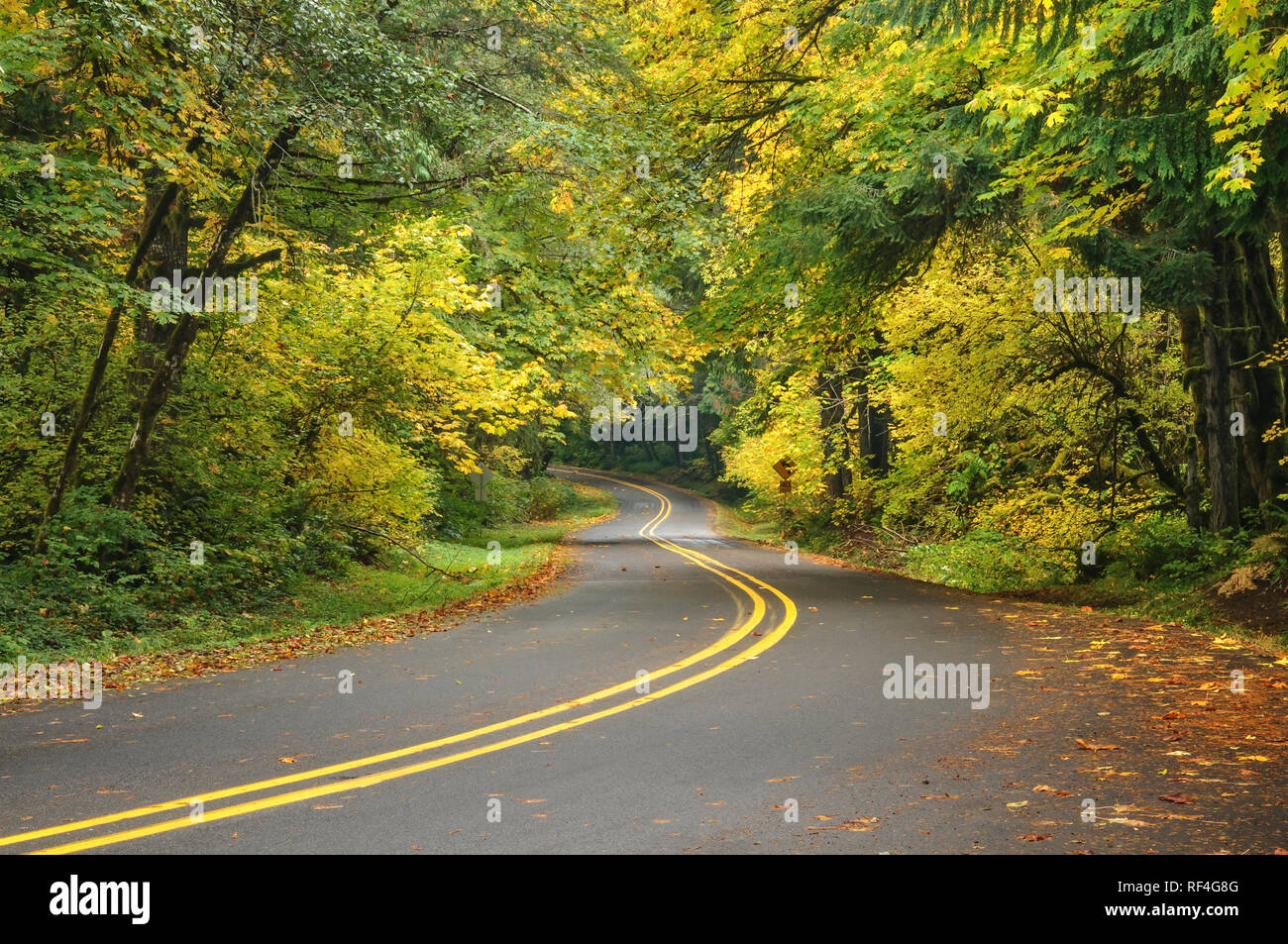Siuslaw River Road in autumn, Coast Range Mountains, Lane County ...