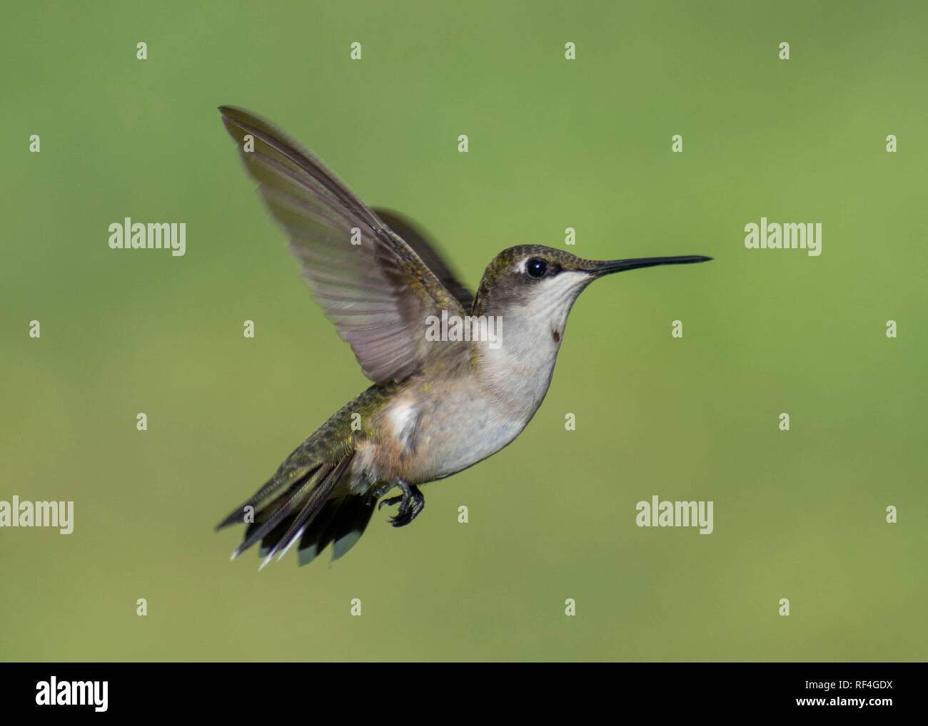 Hummingbird in Flight Stock Photo - Alamy