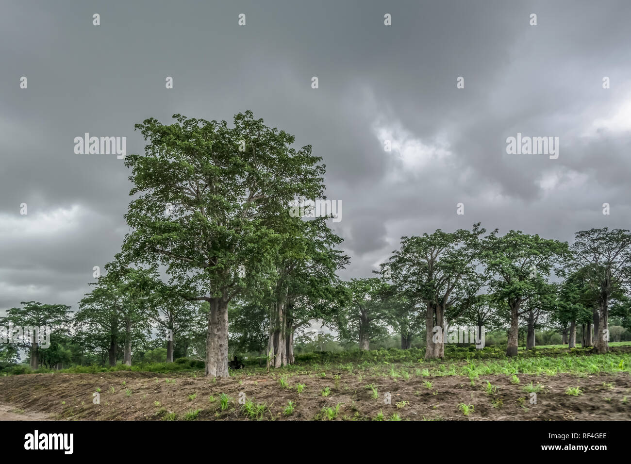 Trip through Angola's lands 2018: View with typical tropical landscape ...