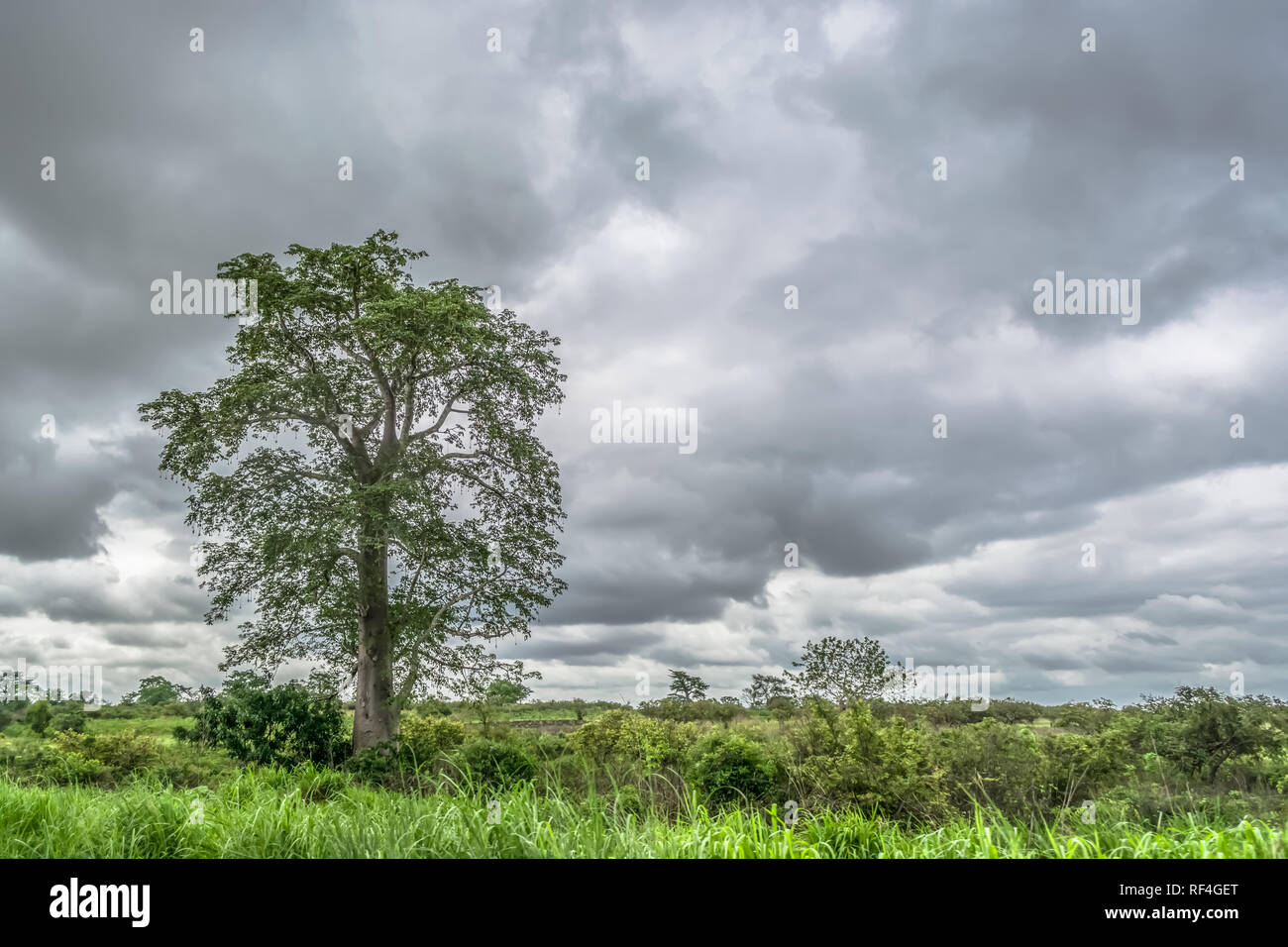Trip through Angola's lands 2018: View with typical tropical landscape ...
