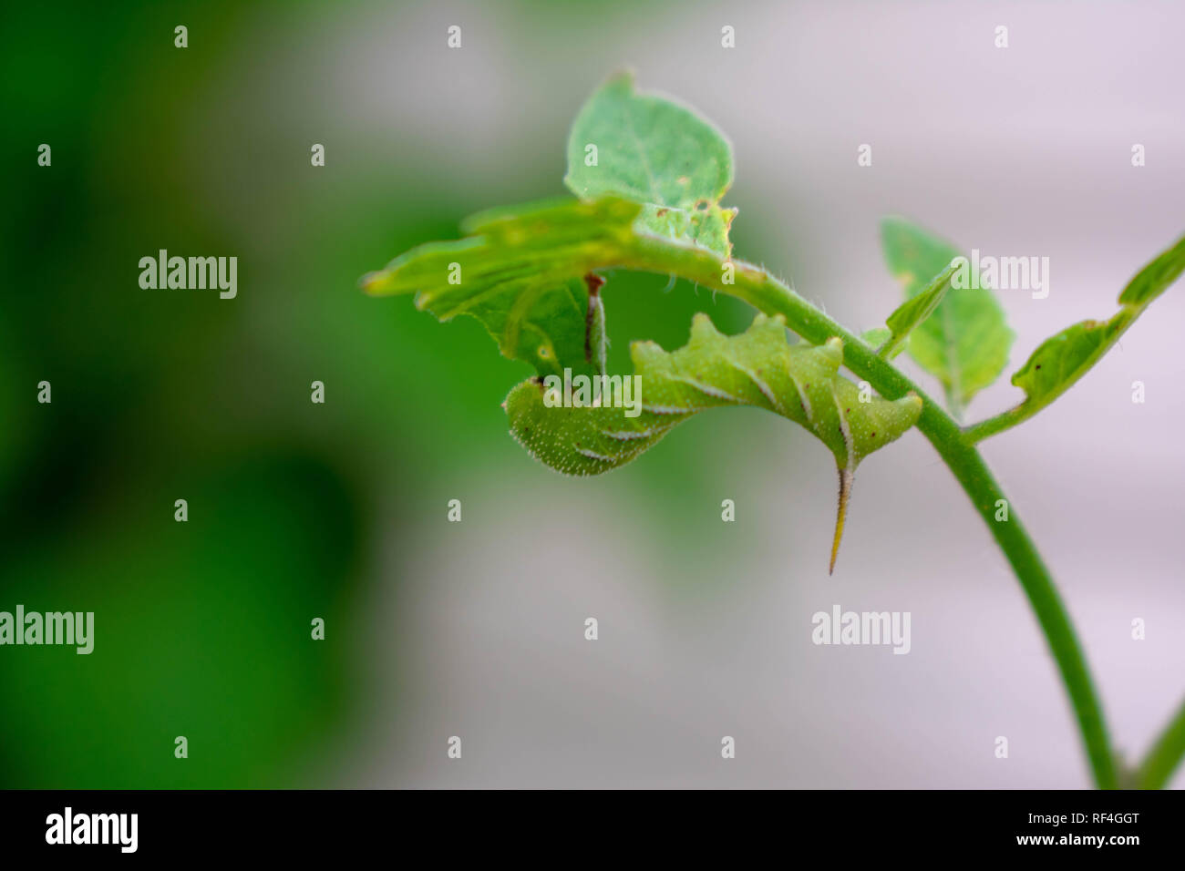 Tomato hornworm caterpillar eating plant hi-res stock photography and ...