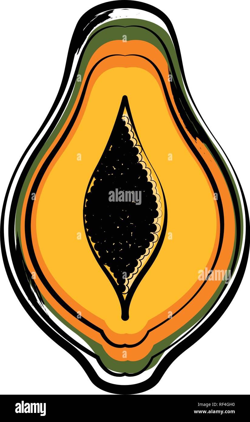 Sketch of a front view of a cut papaya Stock Vector Image & Art - Alamy