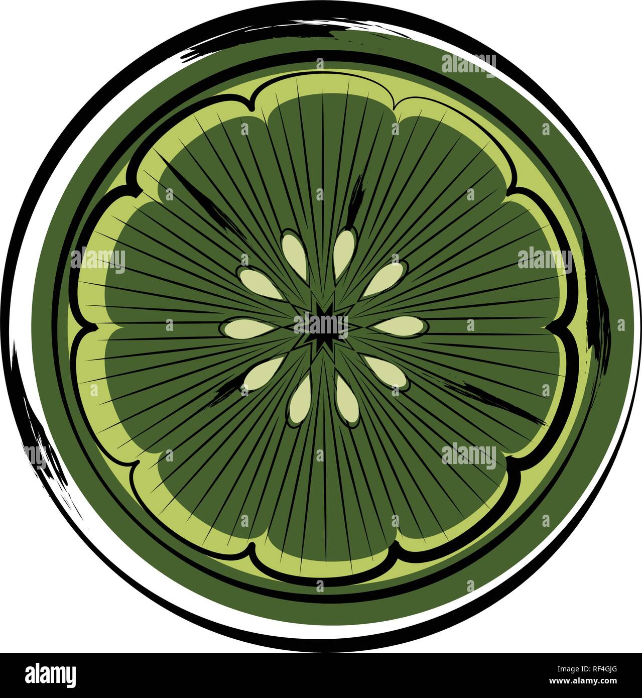 Sketch of a front view of a cut lime Stock Vector Image & Art - Alamy