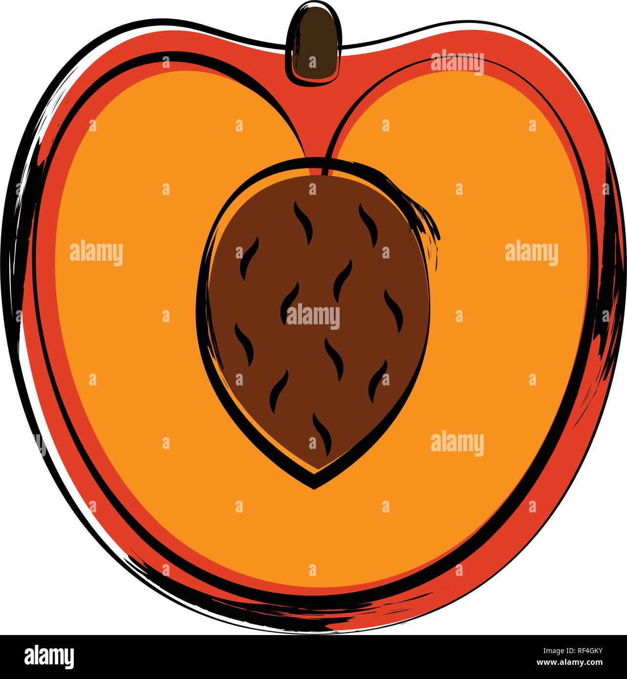 Isolated sketch of a cut peach Stock Vector Image & Art - Alamy