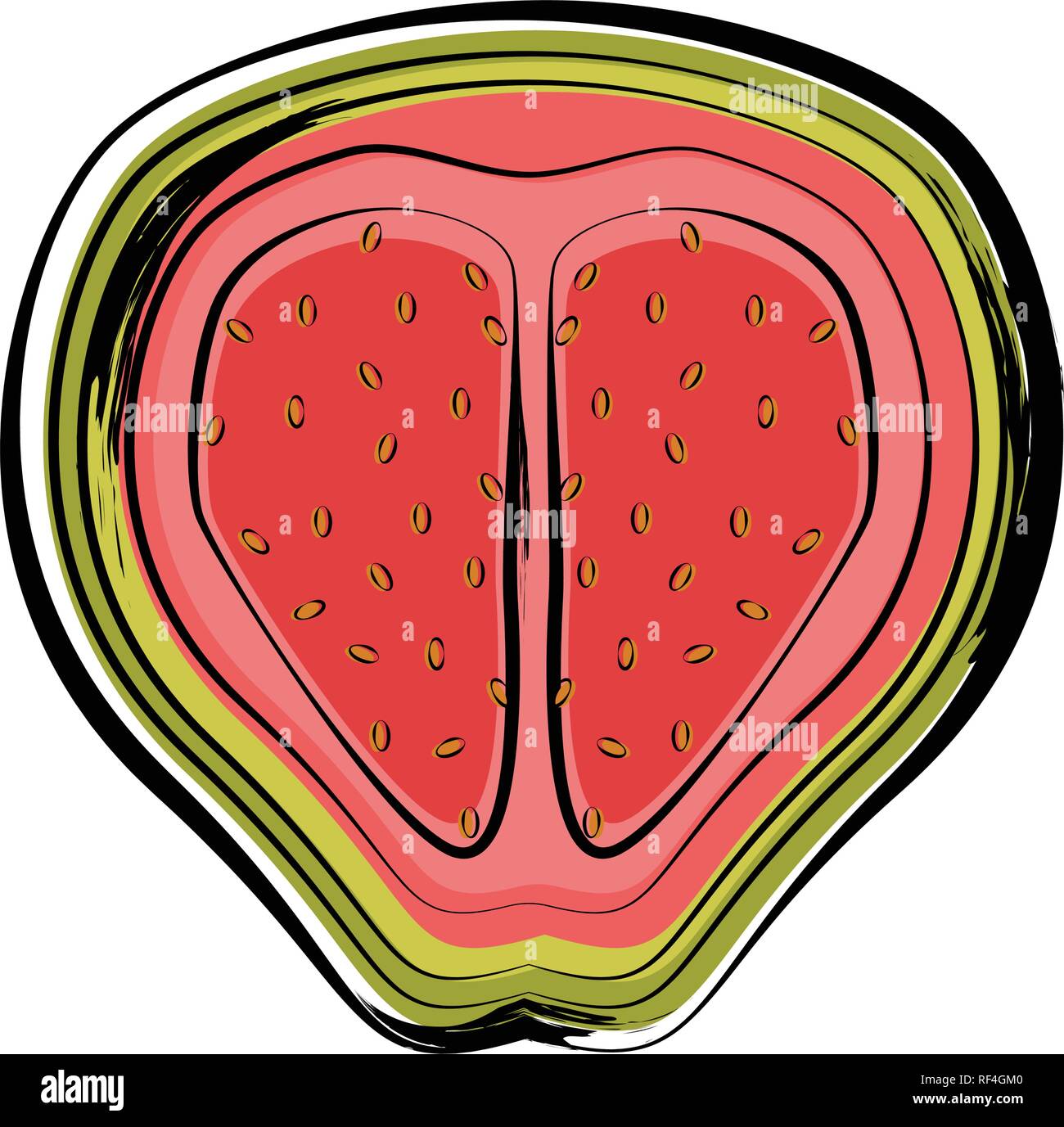 Isolated sketch of a cut guayaba Stock Vector Image & Art - Alamy