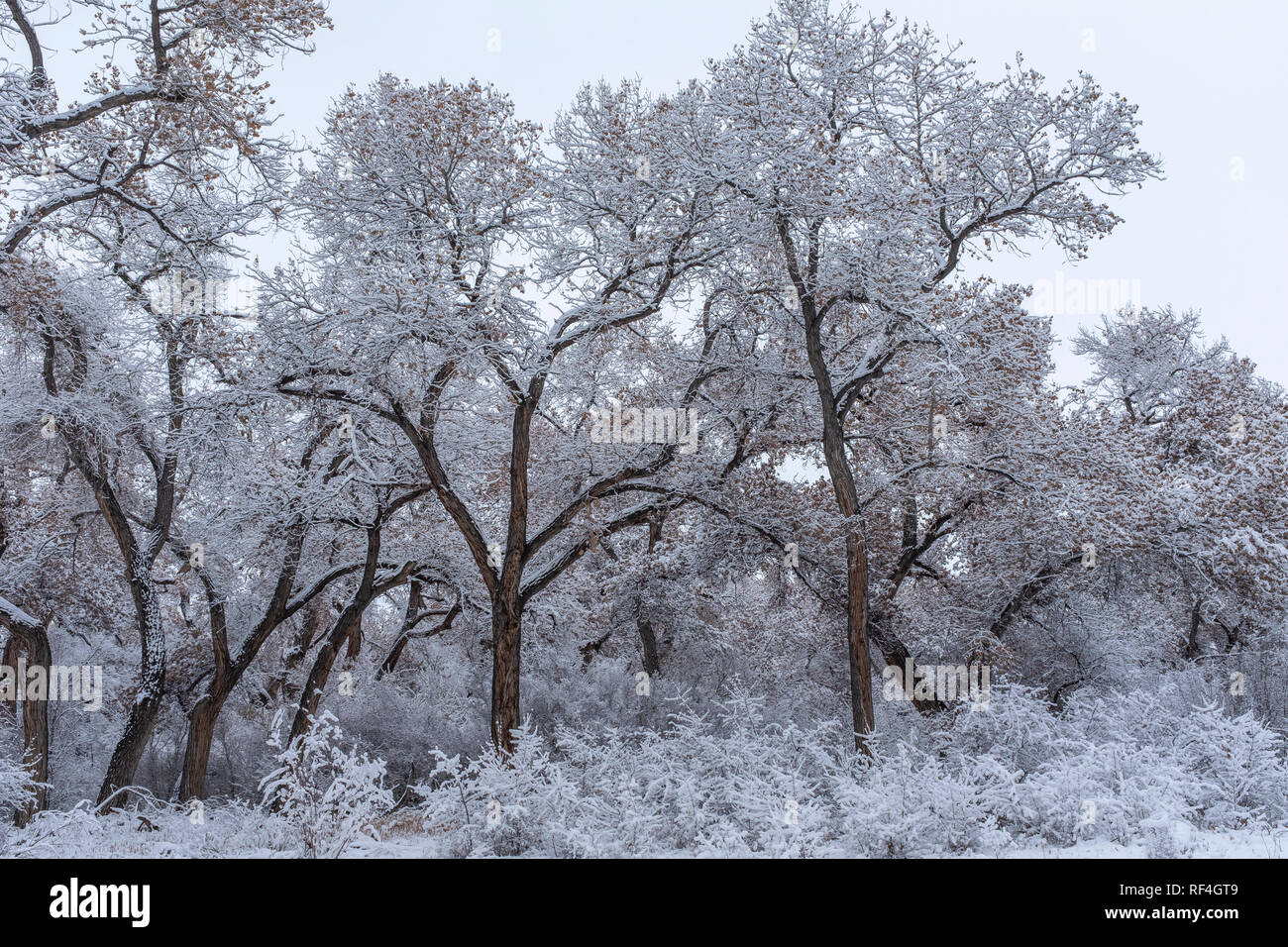 Corrales bosque hi-res stock photography and images - Alamy
