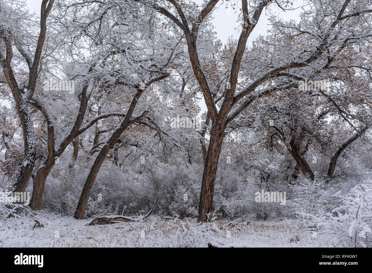 Corrales bosque hi-res stock photography and images - Alamy