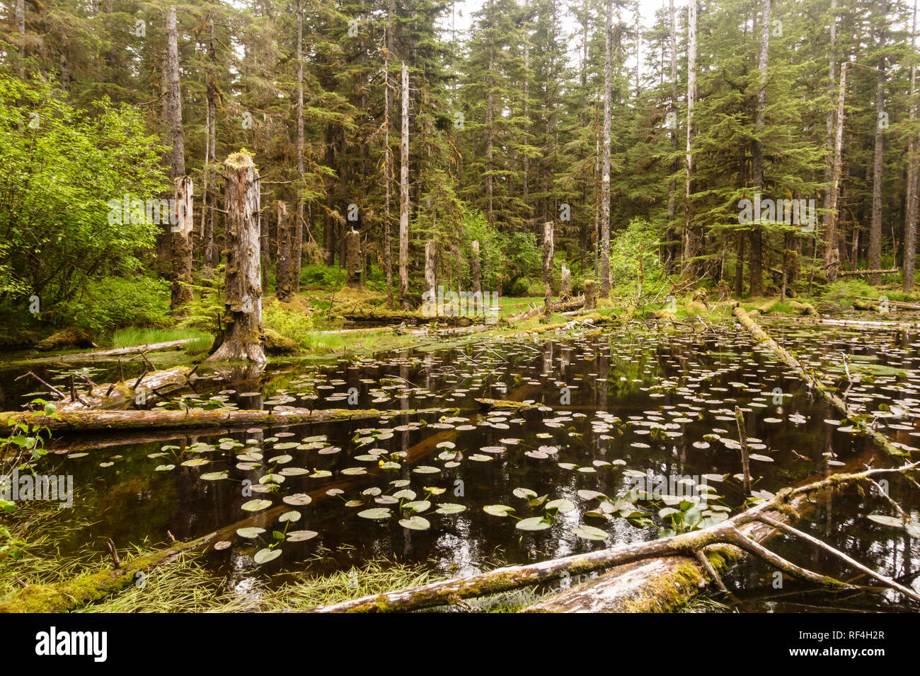 Muskeg hi-res stock photography and images - Alamy