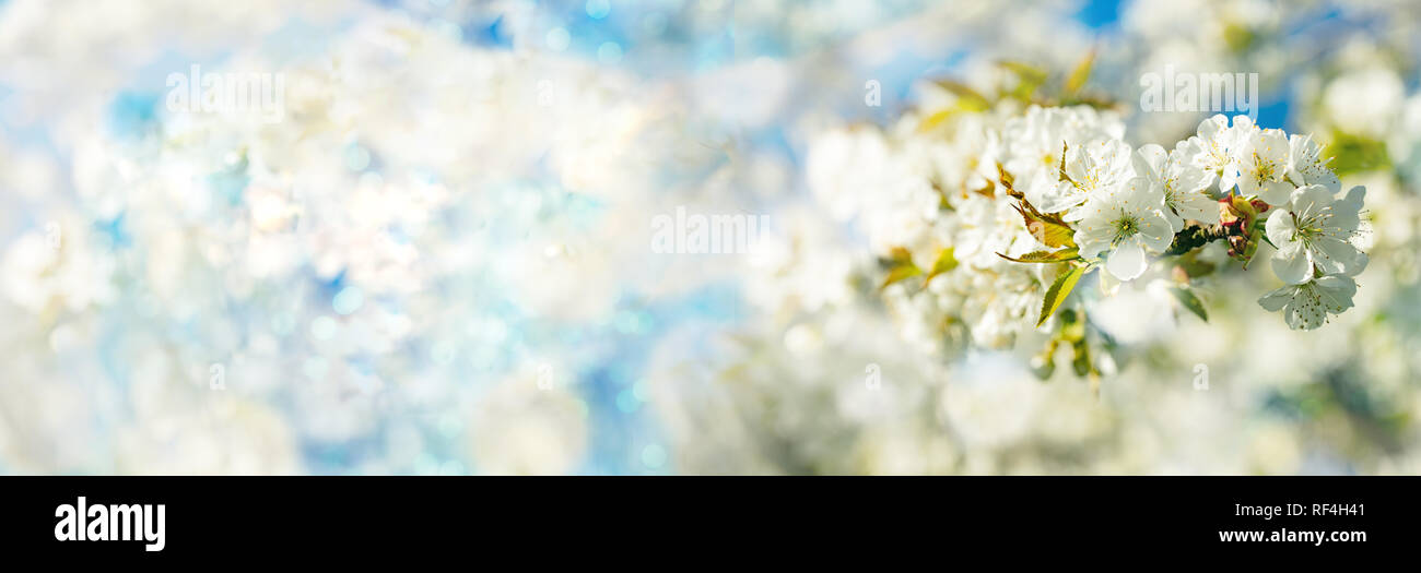 Beautiful soften Cherry Blossom panorama with bokeh as Background Stock ...