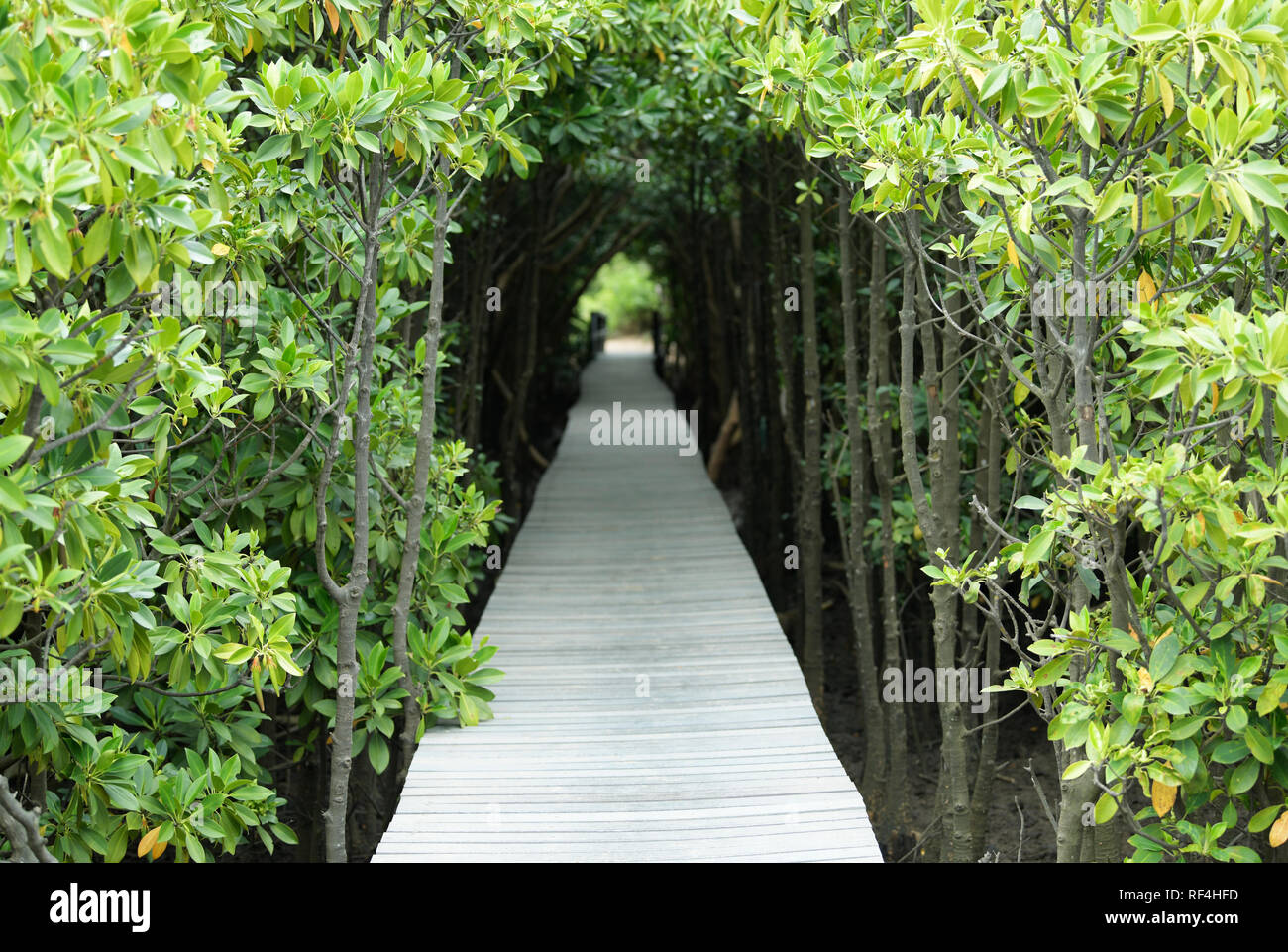 Beachwood mangroves hi-res stock photography and images - Alamy