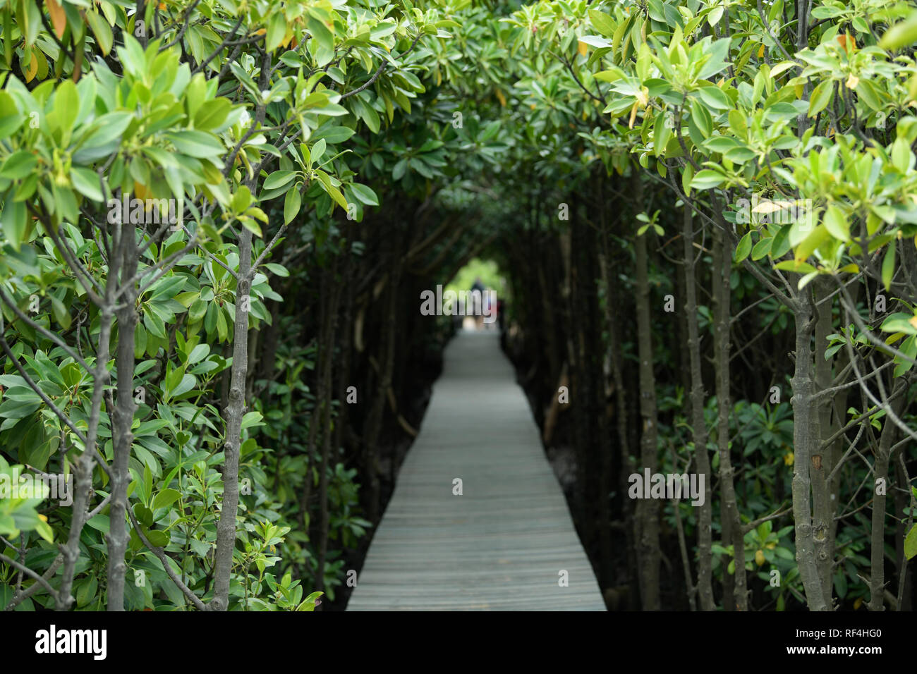 Durban, KwaZulu-Natal, South Africa, family of four standing in arch of ...