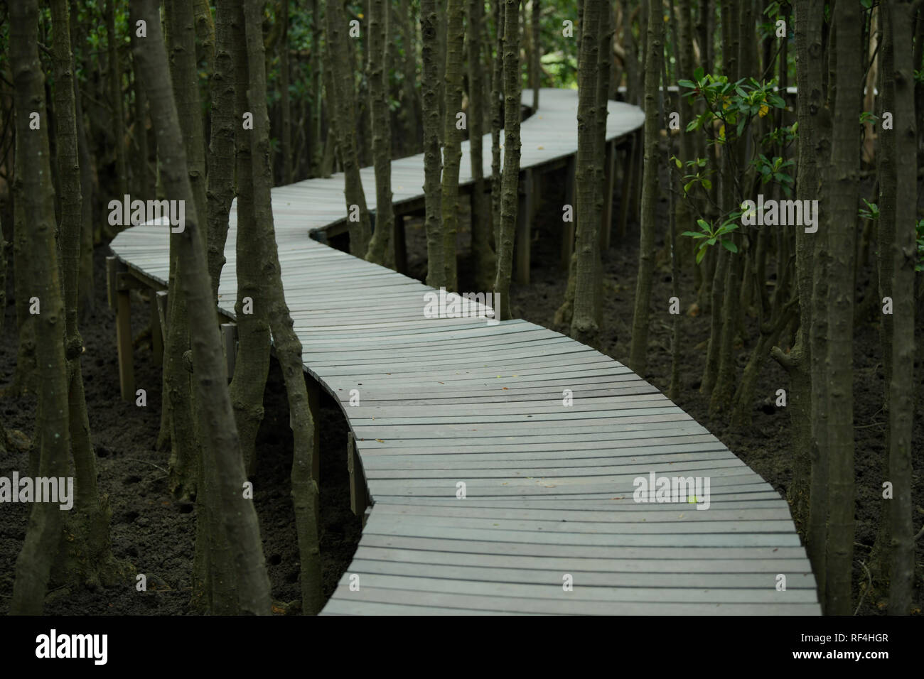 Durban, KwaZulu-Natal, South Africa, curve of footpath through Black ...
