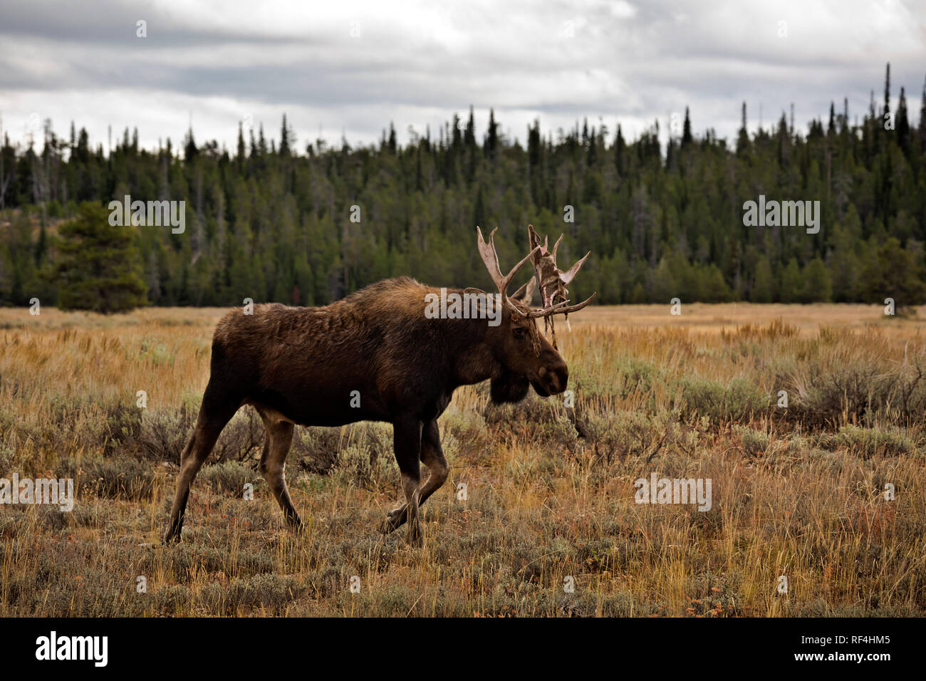 Grand teton national park moose hi-res stock photography and images - Alamy