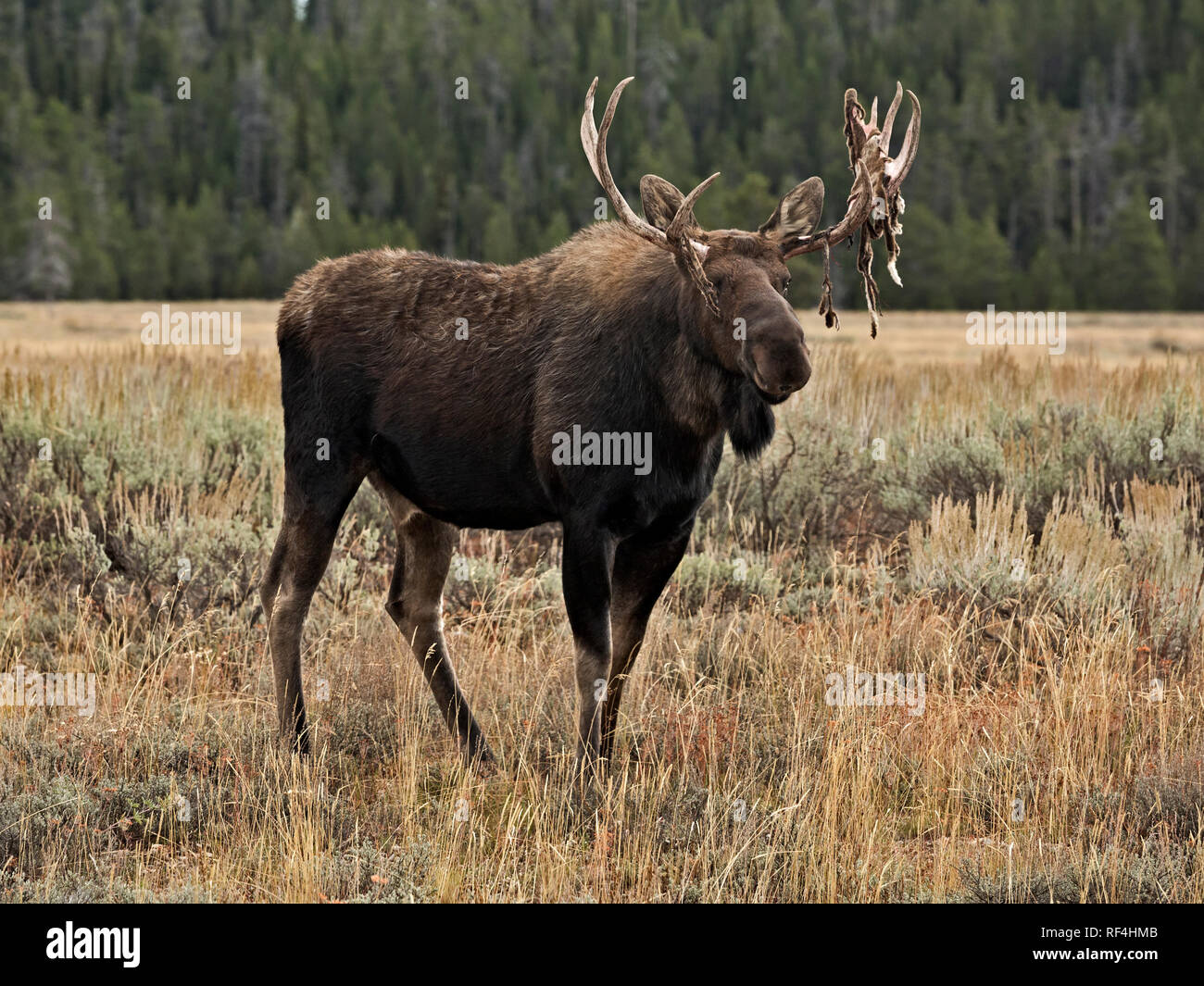 Ambling hi-res stock photography and images - Alamy